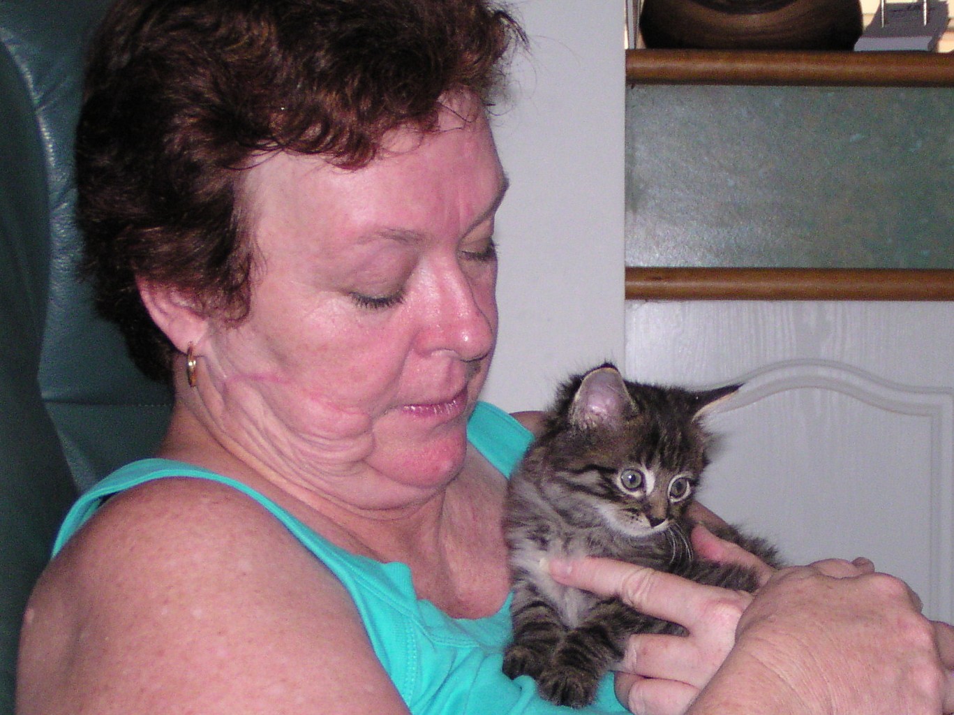 A tribute to Sir Springer the cat – Family history across the seas