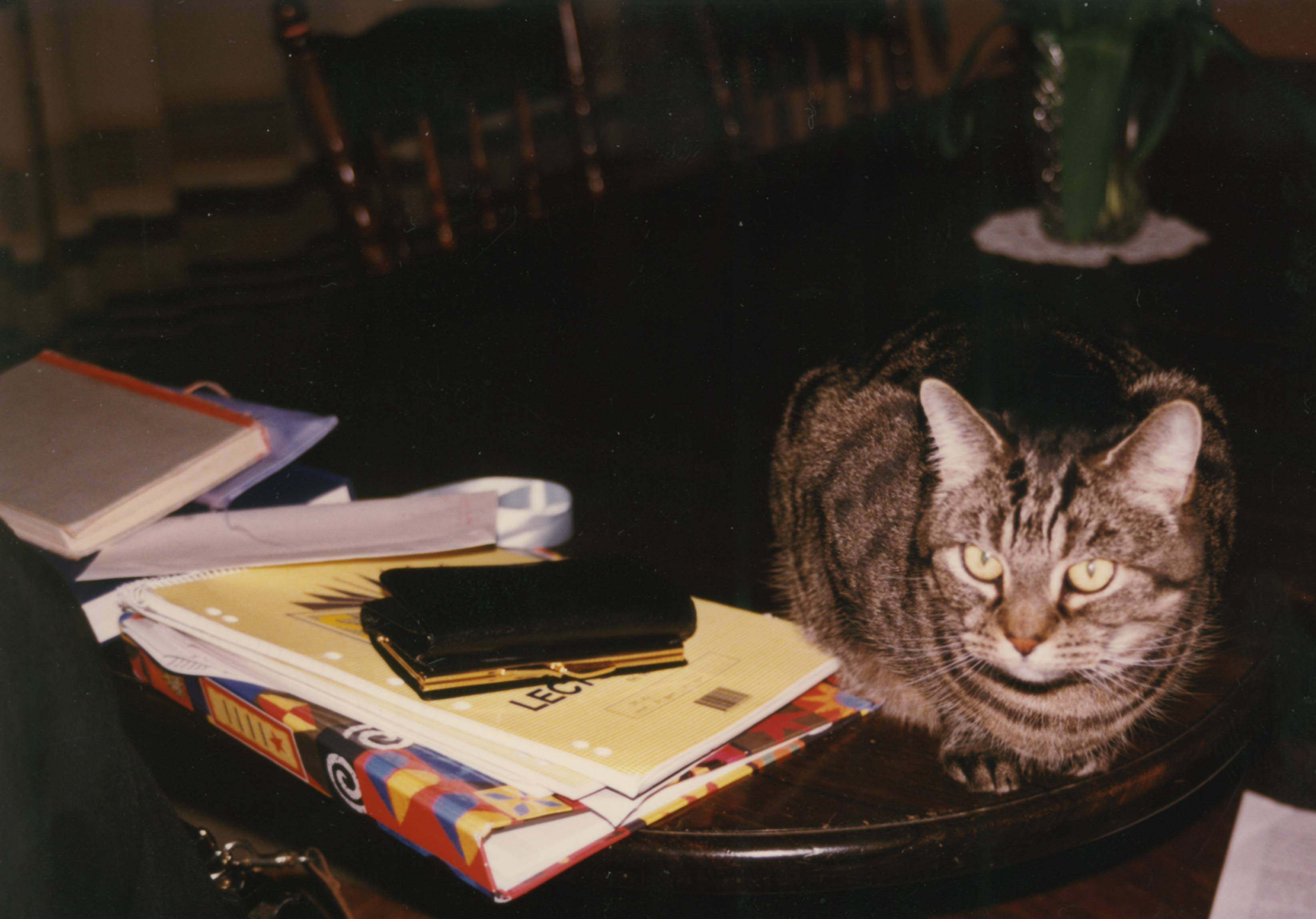 Monday Memories: My life in cats – Family history across the seas