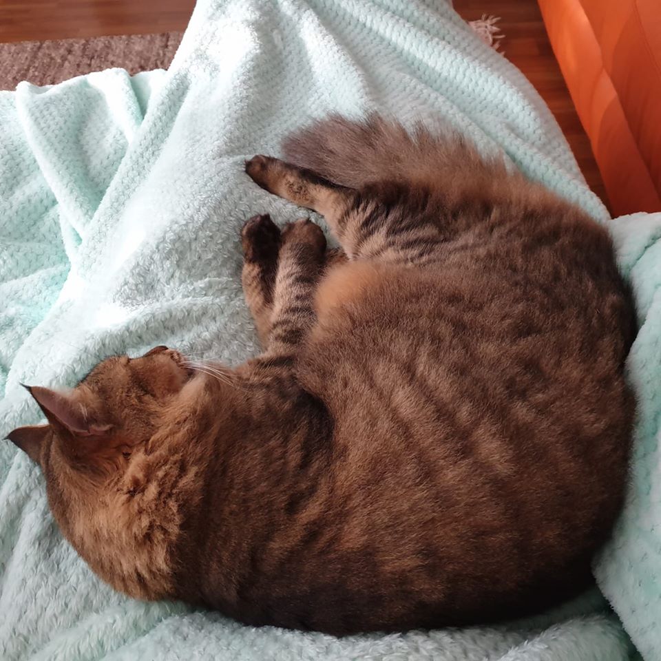 springer cuddles – Family history across the seas